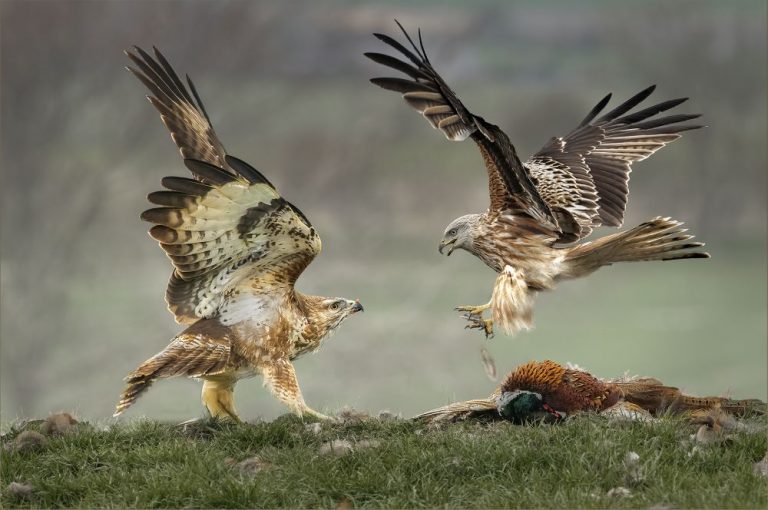 May 2021 Highly Commended Results - The Society of Photographers ...