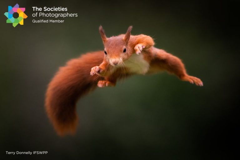 Terry Donnelly qualifies with The Society of Photographers - The ...