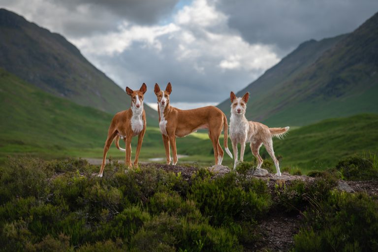 January 2024 Highly Commended - The Society of Photographers ...