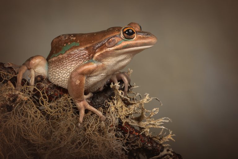 January 2024 Highly Commended - The Society of Photographers ...