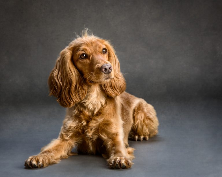 January 2024 Highly Commended - The Society of Photographers ...