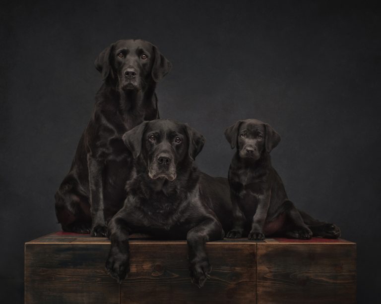 January 2024 Highly Commended - The Society of Photographers ...