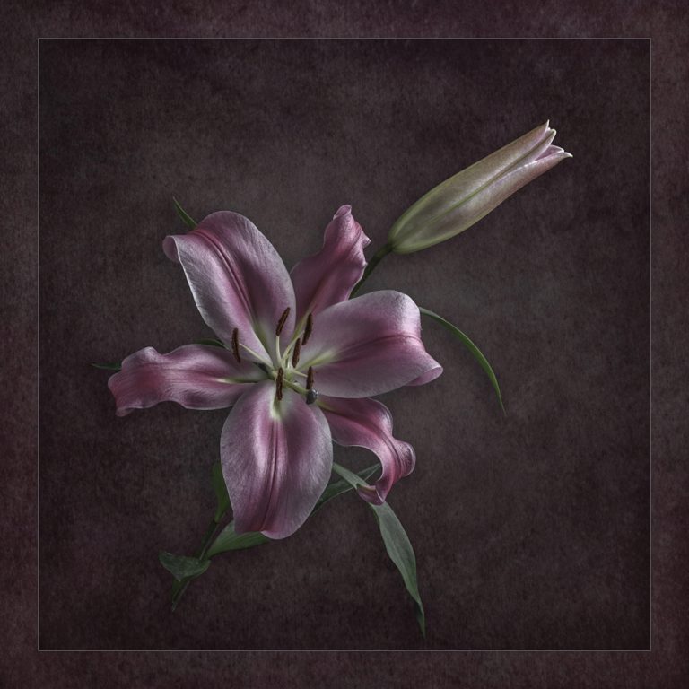 January 2024 Highly Commended - The Society of Photographers ...