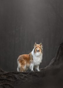 January 2024 Highly Commended - The Society of Photographers ...