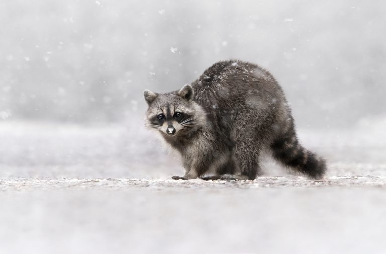 January 2024 Highly Commended - The Society of Photographers ...