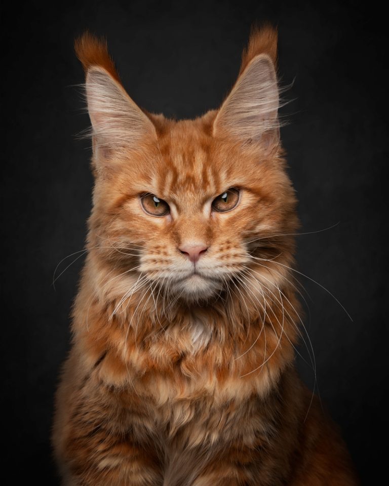 January 2024 Highly Commended - The Society of Photographers ...