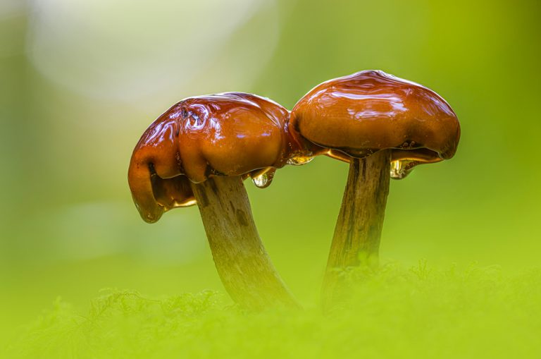 January 2024 Highly Commended - The Society of Photographers ...