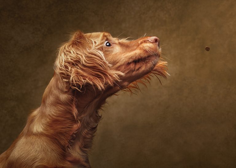 January 2024 Highly Commended - The Society of Photographers ...