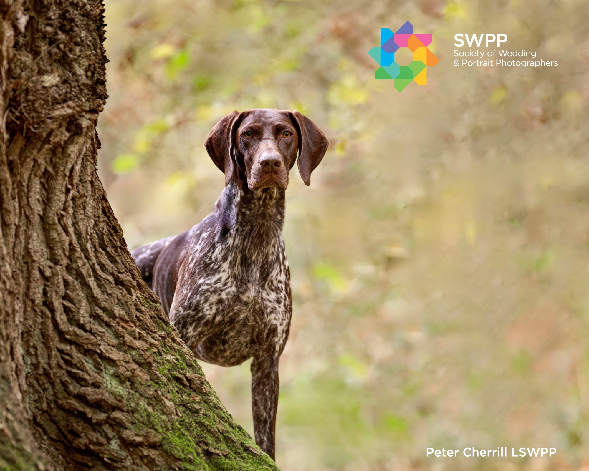 Peter Cherrill Qualifies with the Society of Wedding and Portrait ...