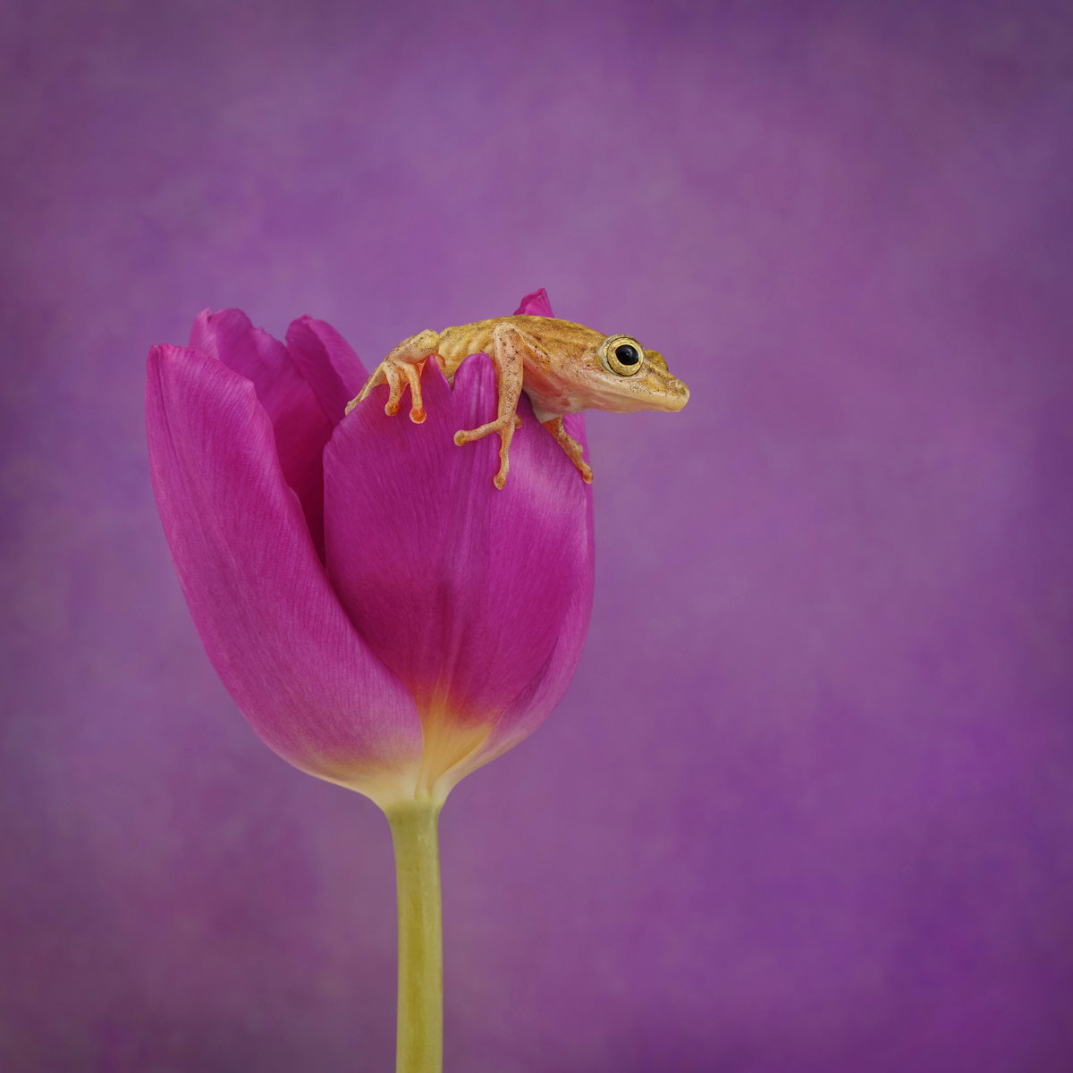 September 2025 Highly Commended - The Society of Photographers ...