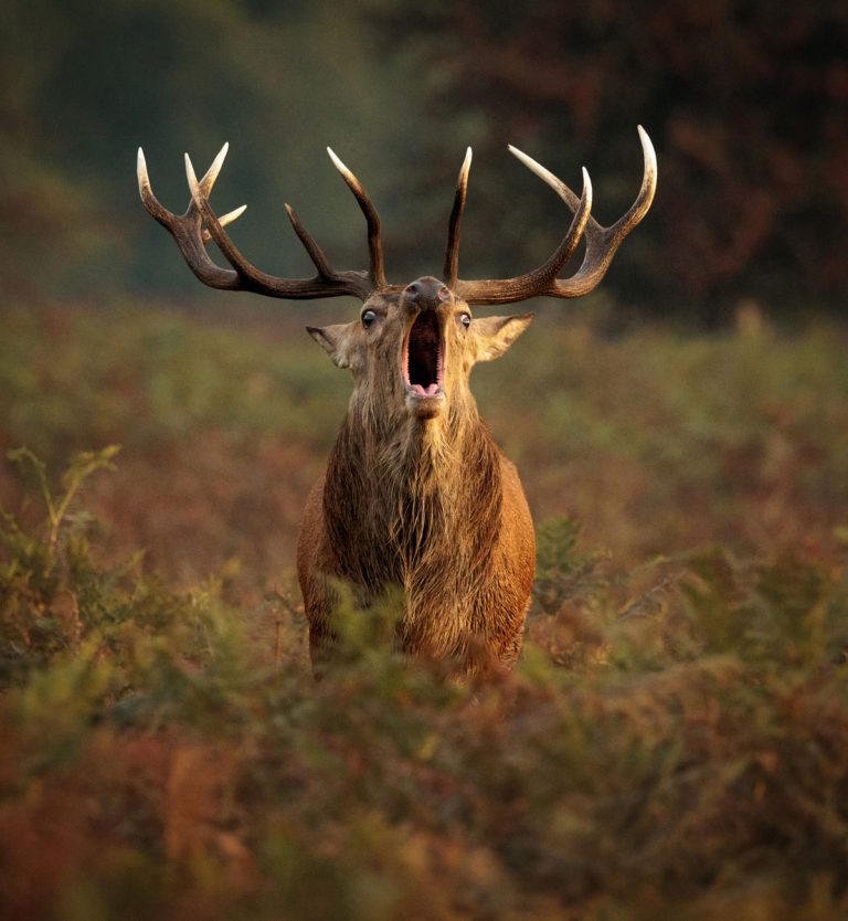 September 2025 Highly Commended - The Society of Photographers ...