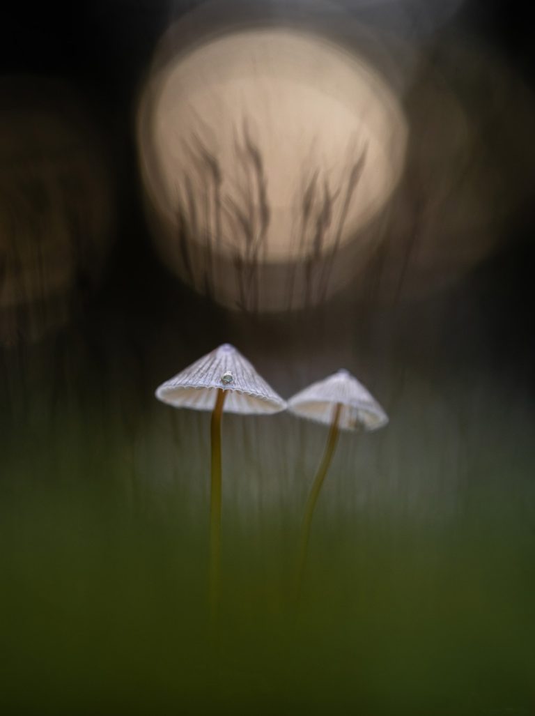 October 2025 Highly Commended - The Society of Photographers ...
